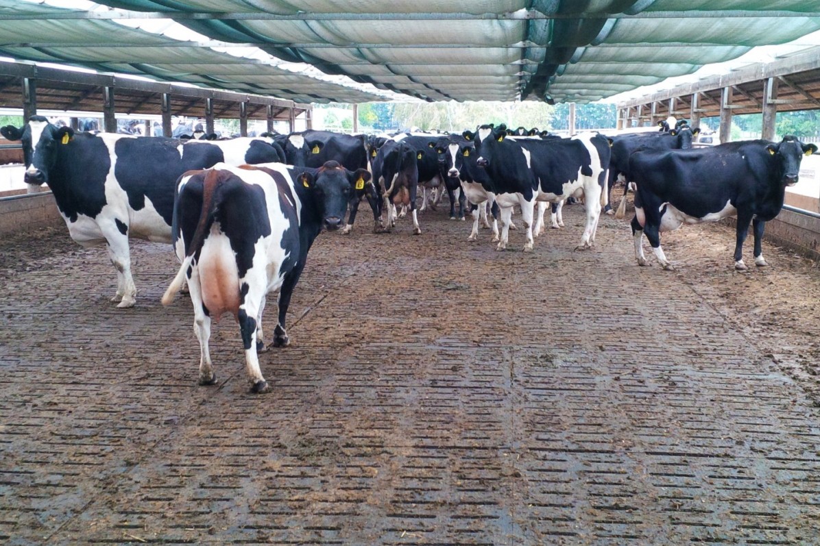 How slat matting helped this Southland farm eliminate slip injuries ...